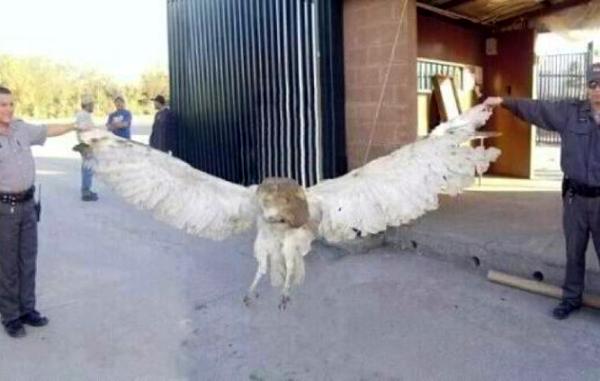 The Lechuza – Mexico Unexplained