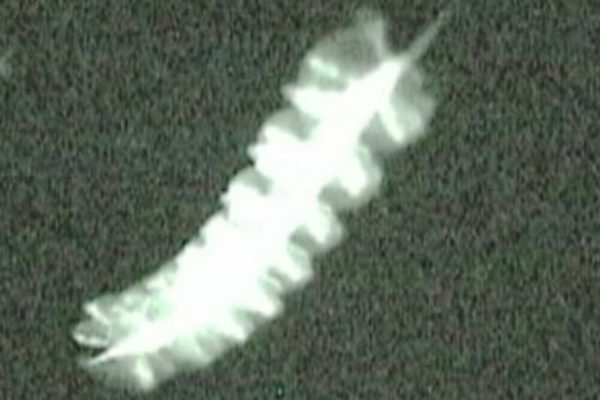 Cryptids and Legendary Creatures – Mexico Unexplained