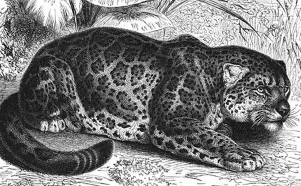 The Mexican Onza, Big Cat of Legend? – Mexico Unexplained