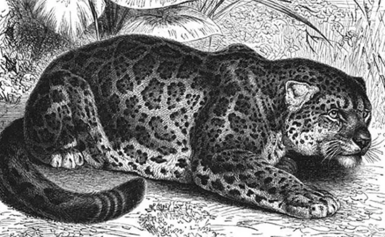 The Mexican Onza, Big Cat of Legend? – Mexico Unexplained