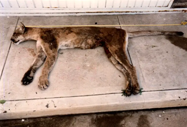 The Mexican Onza, Big Cat of Legend? – Mexico Unexplained