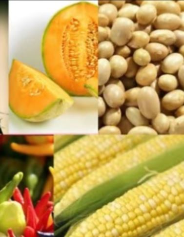 Opata Kingdoms of the North – Mexico Unexplained