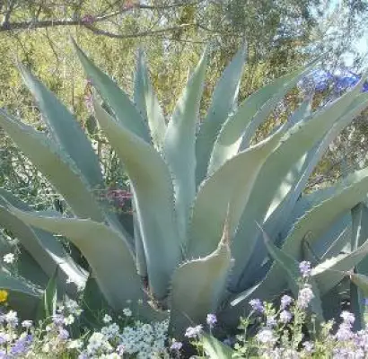 Pulque, Drink of the Gods – Mexico Unexplained