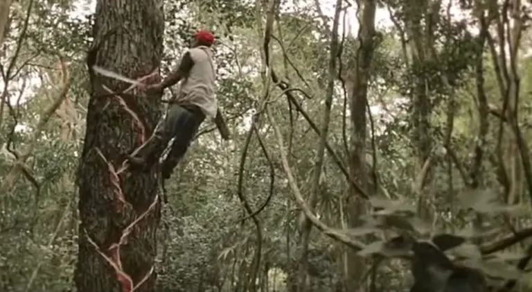 The Story of Chicle – Mexico Unexplained