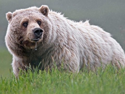 The Last Mexican Grizzly Bear – Mexico Unexplained
