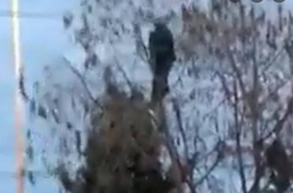 Hombre Pájaro, Mexico’s Bird Man Creature – Mexico Unexplained